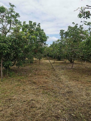 低於市場價出售 最便宜的價格，每平方窪地4,200泰